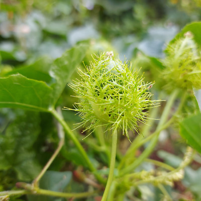 Passiflora Foetida Leaves Dried Ceylon Stinking Bush Passion Fruit ...