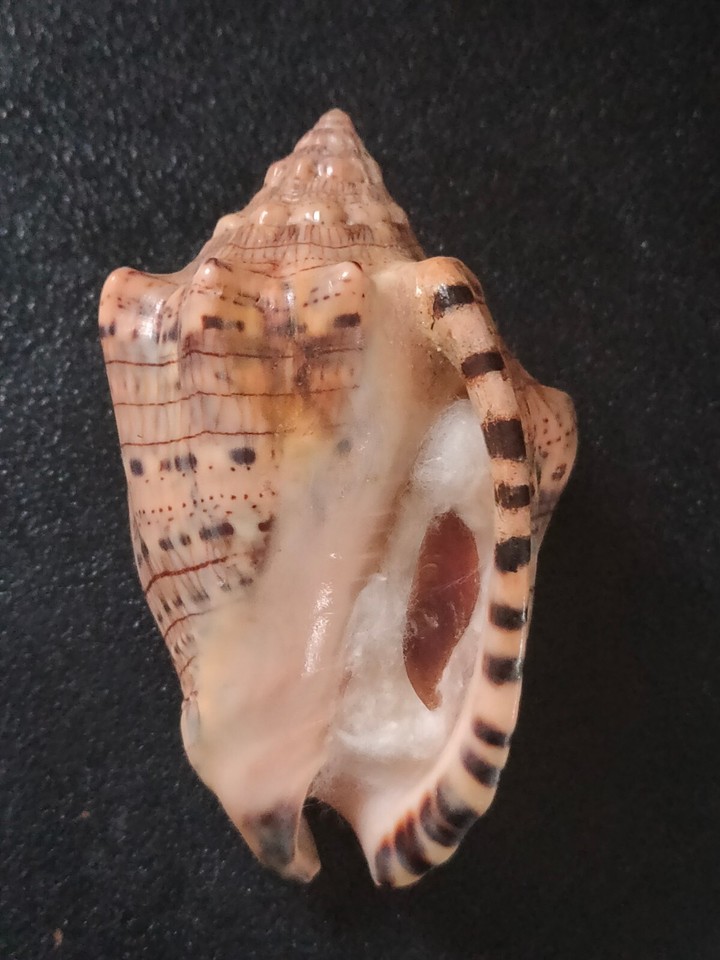 Conchiglia Shell VOLUTA MUSICA con opercolo mm 94 Venezuela | eBay