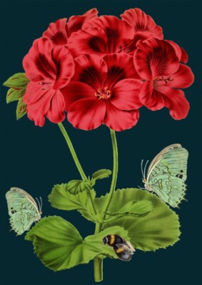 Red Geranium - Blank Greeting / Birthday Card - Bee Butterfly Botanical ...
