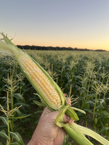 Fresh Picked GA Sweet Corn Shipped To You | eBay