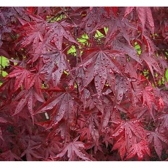 Dragon Tears Japanese Maple Tree with Low Branching Effects~12 Fresh ...