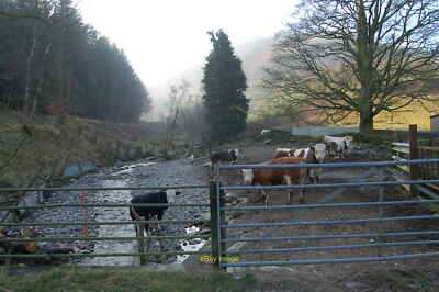 Photo 6x4 Cattle enjoying an early morning paddle Rhos-y-gwaliau c2011 ...