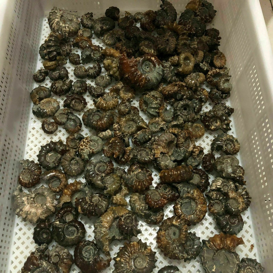 Wholesale Lot 2 LB Natural Ammonite Fossil Conch quartz Crystal ...