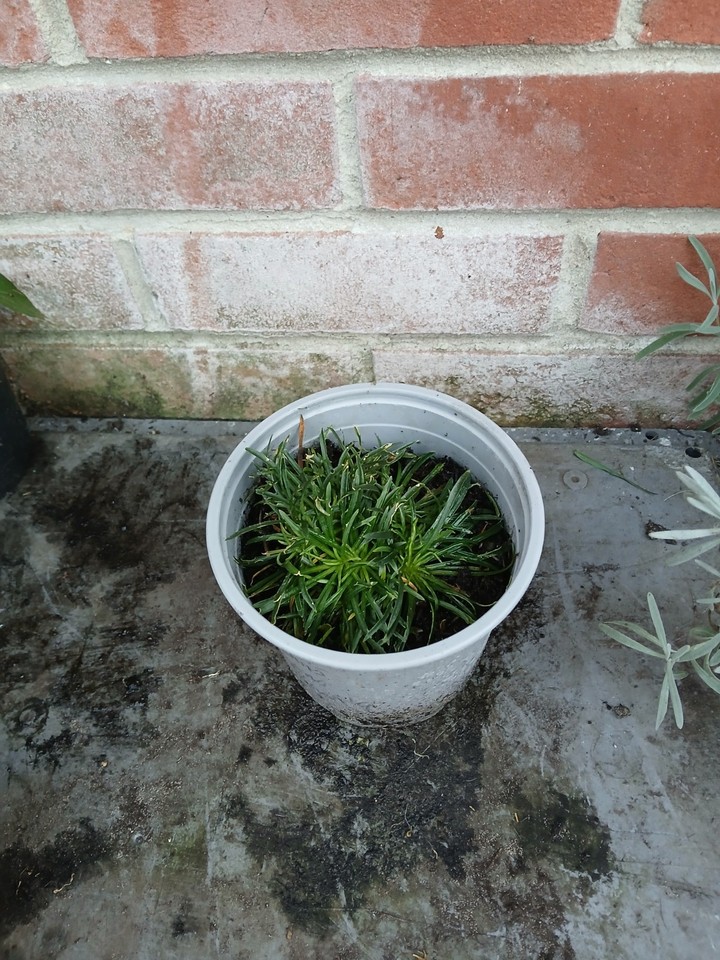 Lychnis Alpina Magenta, Alpine Catchfly plant in 13cm pot approx ...