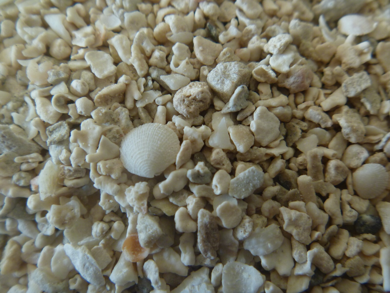 CRUSHED CORAL , CARIB SEA GEO-MARINE P.H, KH , BUFFER 50g to 18kg | eBay UK