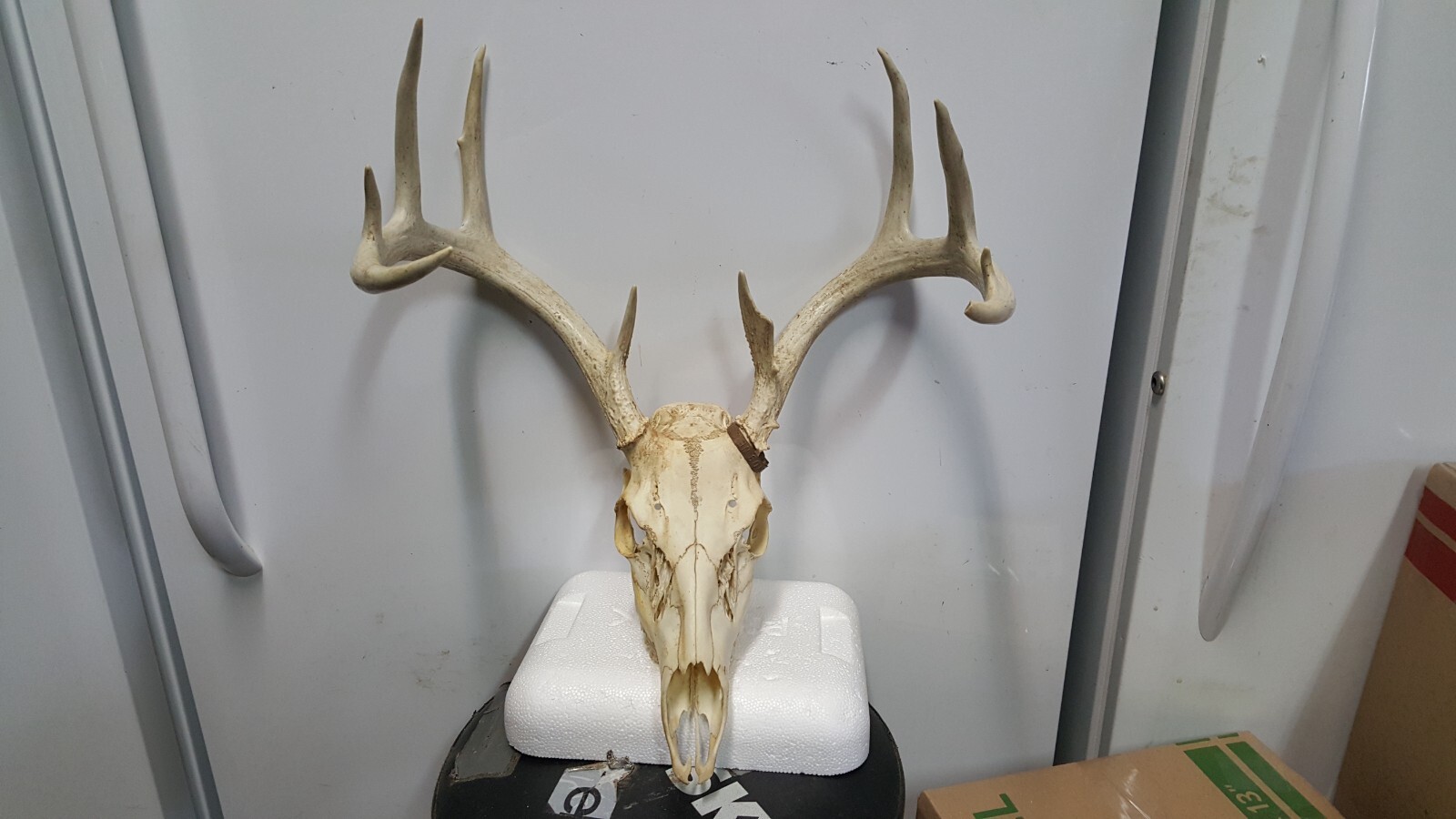 5x5 WHITETAIL DEER RACK FULL SKULL mule elk shed antlers taxidermy ...