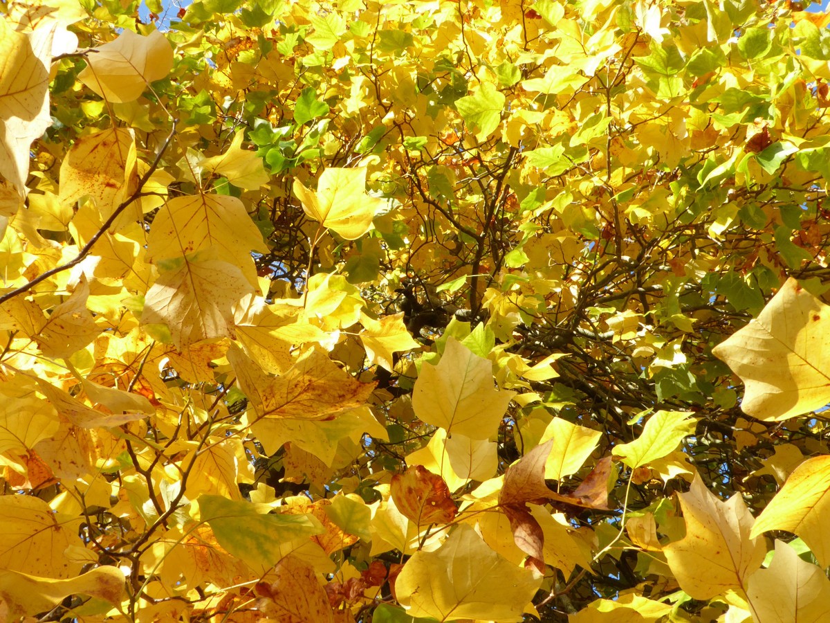 Liriodendron Tulipifera Spring