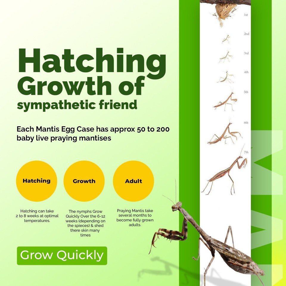 Carolina Praying Mantis Egg Case Natural Pest Control Produces Upto 200 ...