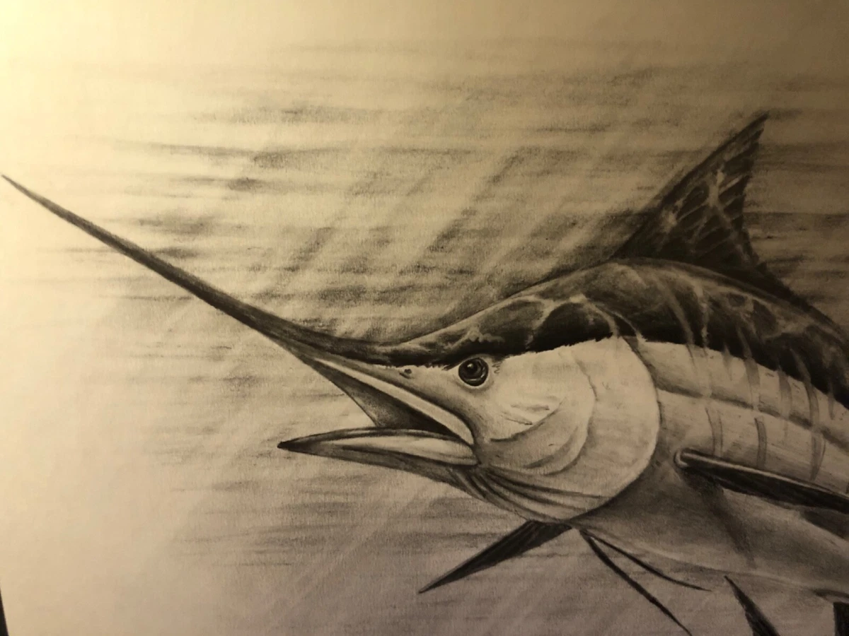 Marlin Fish Drawing