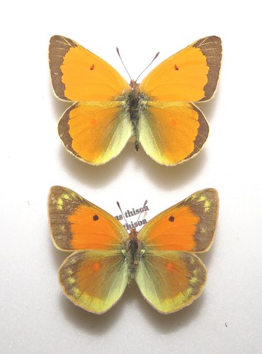 Pair Colias thisoa thisoa Butterfly. From E. Turkey. moth/insect | eBay