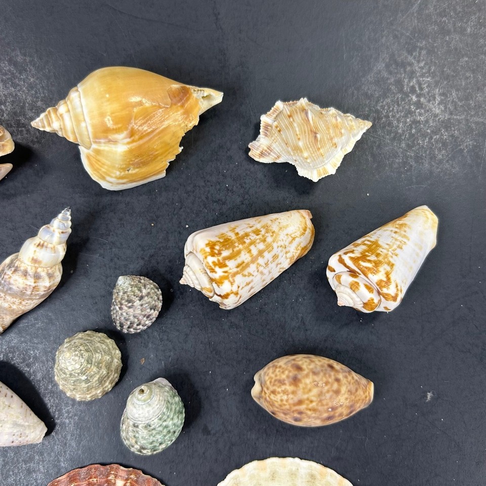 Seashell Mixed Lot of 19 Mostly Whole Colorful for Crafting Aquarium ...