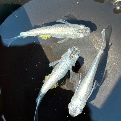 [LIVE FISH] Miyuki Medaka Rice Fish 4+1 (DOA) Young Adult Sized US Bred ...