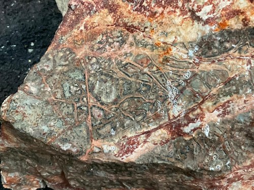 Z~ Leopard Skin Jasper Rough 5 Lbs | eBay