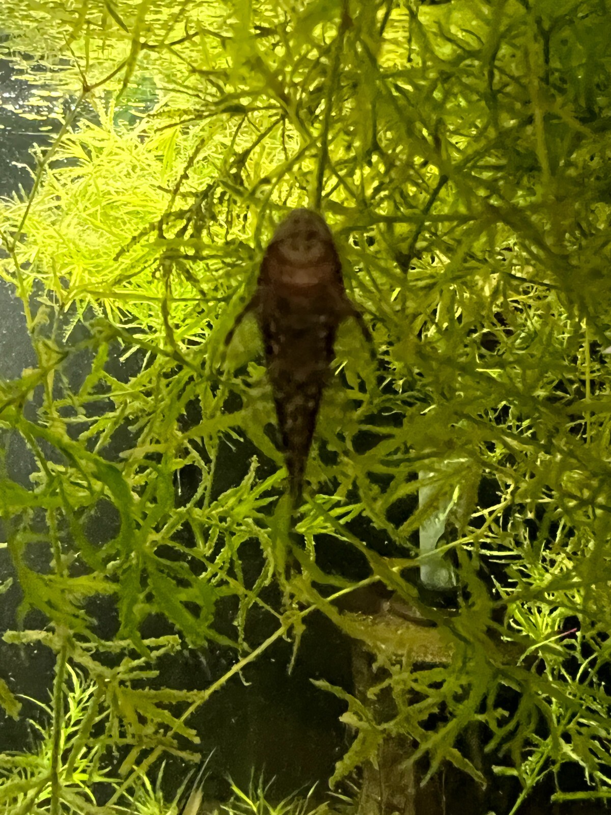 3x Chocolate bristlenose pleco .75-2 inch fish | eBay