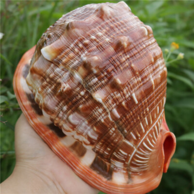 Natural Bull's mouth Helmet Conch Shell Coral Sea Snail Fish Ornament ...