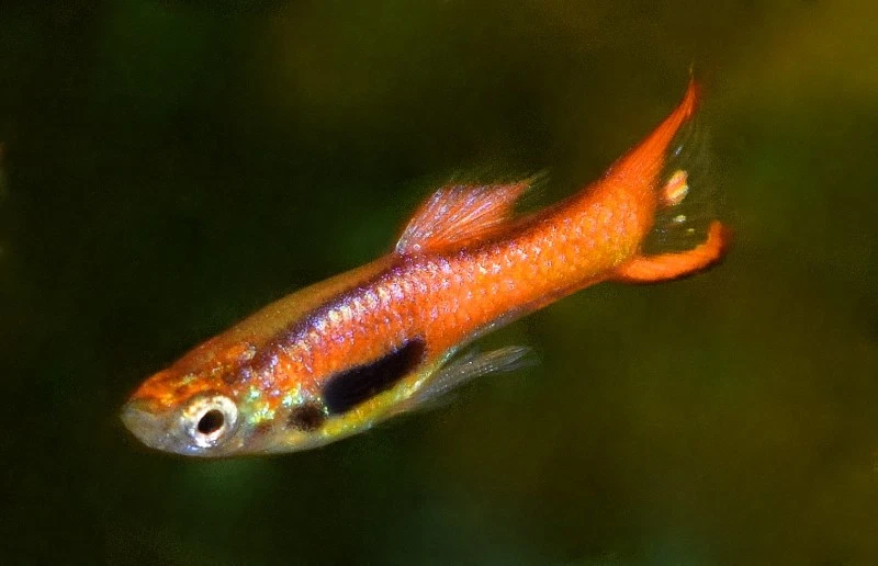 Scarlet Livebearer