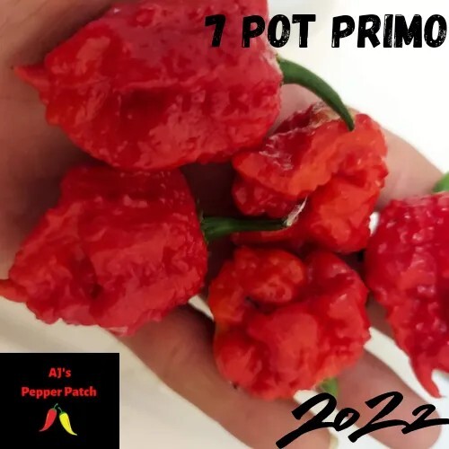 7 Pot Primo Super Hot Pepper (10+) Seeds | eBay