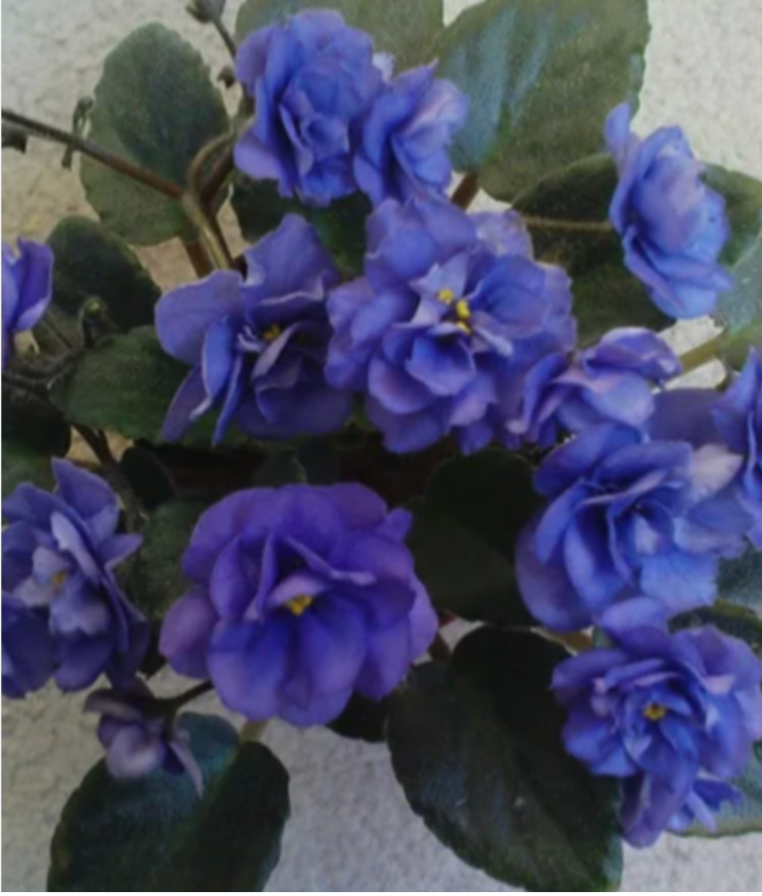 African Violet Plant ~ Double Blue Boy | eBay
