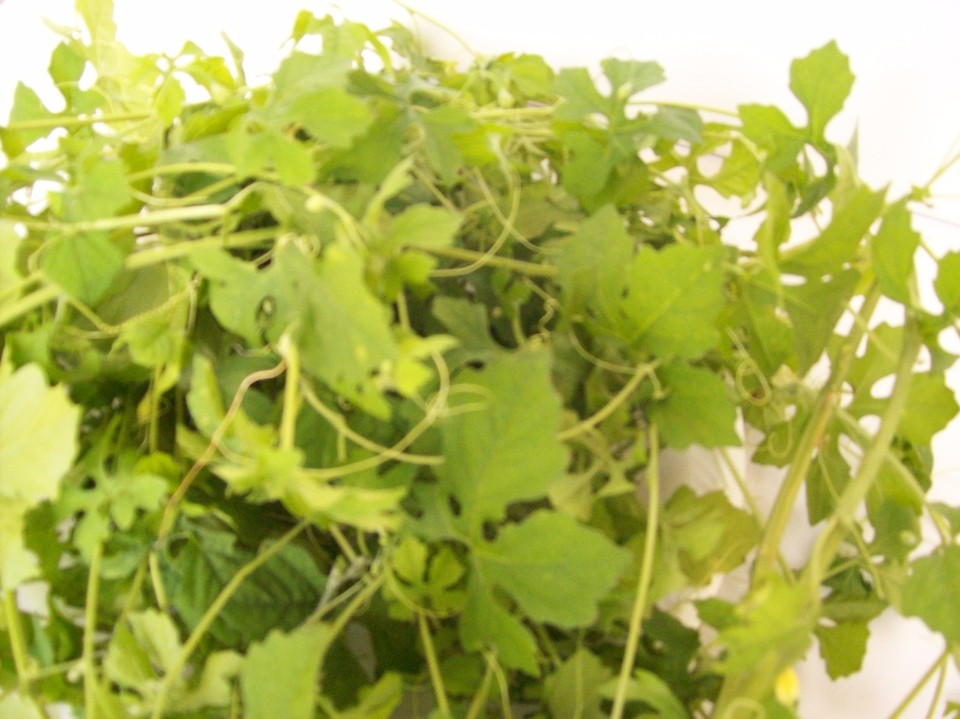 4 Asosi Leaves, Dried Cerasee Cerassie "Momordica charantia,Bitter ...