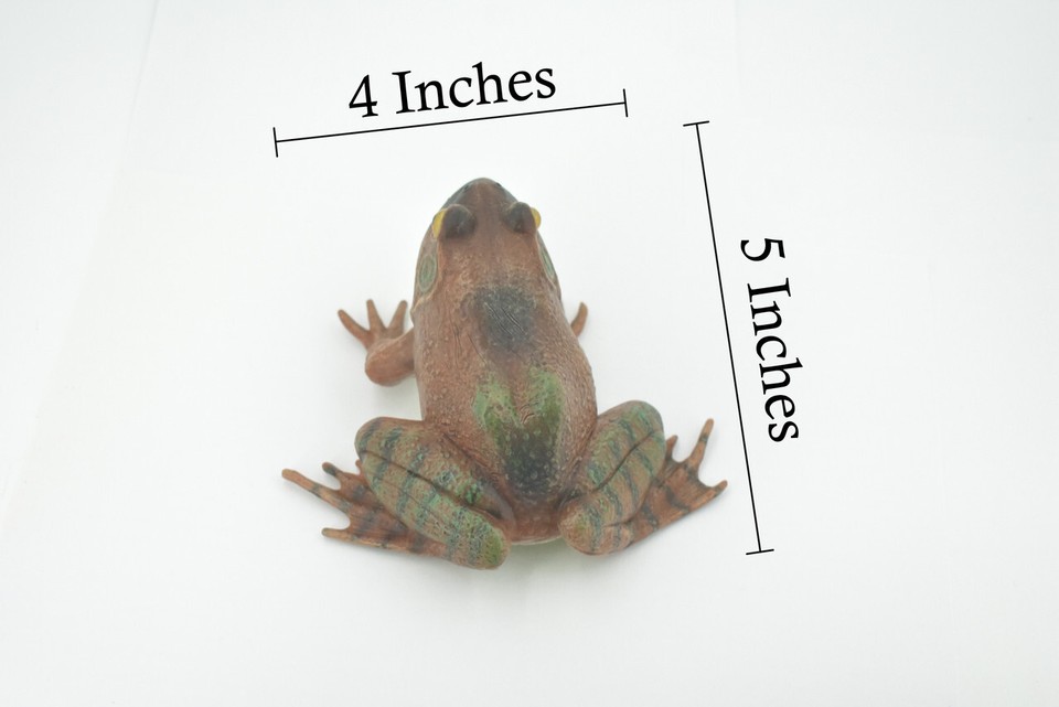 Frog, American Bullfrog, Rubber Realistic Toy Figure, Gift, 5" CH560 ...