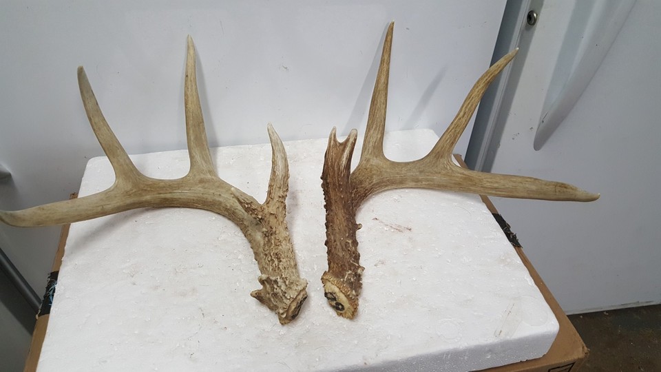 BIG BASES Typical 4x4 WHITETAIL DEER sheds 143 0/8 Antlers mule mount ...