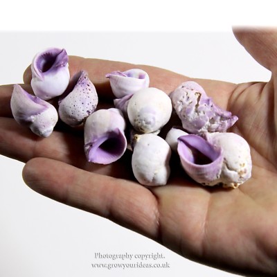 50g Purple Periwinkle Seashells Cebu Beauty 10-15mm. For crafts and ...