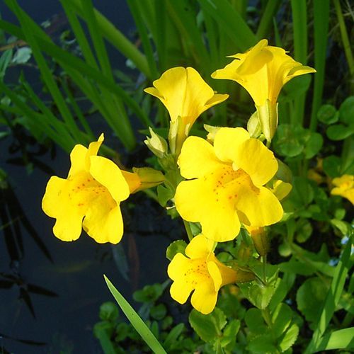 Various NATIVE BRITISH POND MARGINAL PLANTS water bog aquatic wildlife ...