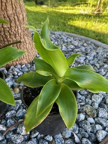 CALLISIA FRAGRANS aka (INCH PLANT/BASKET PLANT/FALSE BROMELIAD/OCTOPUS ...