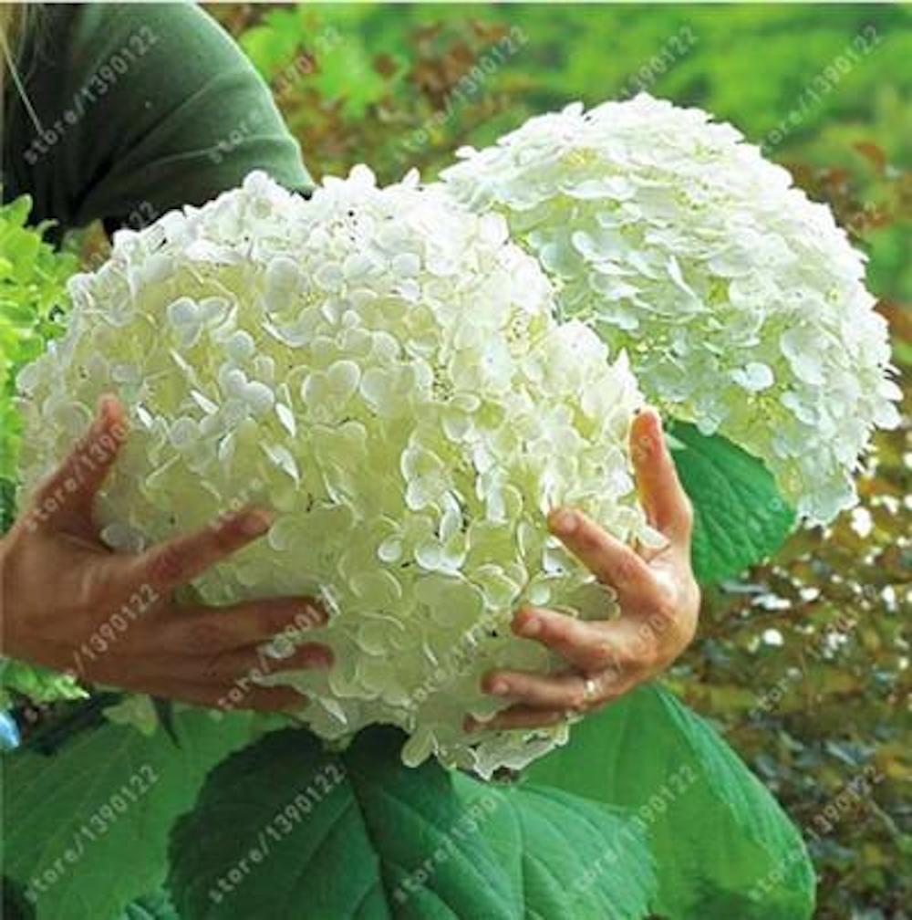 (10) HYDRANGEA SEEDS perennial flower garden bush plant USA SELLER W ...