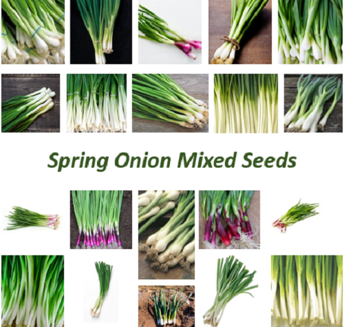 SPRING ONION MIX SEEDS vegetable garden HEIRLOOM ALL TYPE ONION MIXED ...