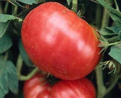 German Pink Tomato Seed | eBay