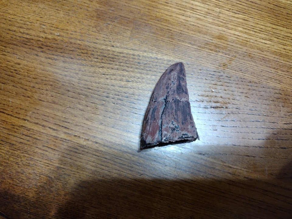 Tyrannosaurus rex tooth replica ( medium). Lance formation fossil. | eBay