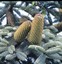 Blue Noble Fir, Abies procera glauca, (Abies nobilis), Tree Seeds ...