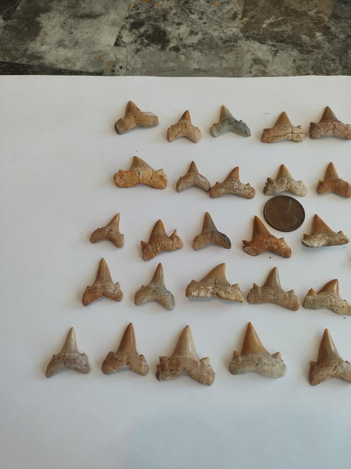 Shark's Teeth Lot. Great For Jewelry Or Any Other Design You Choose. | eBay