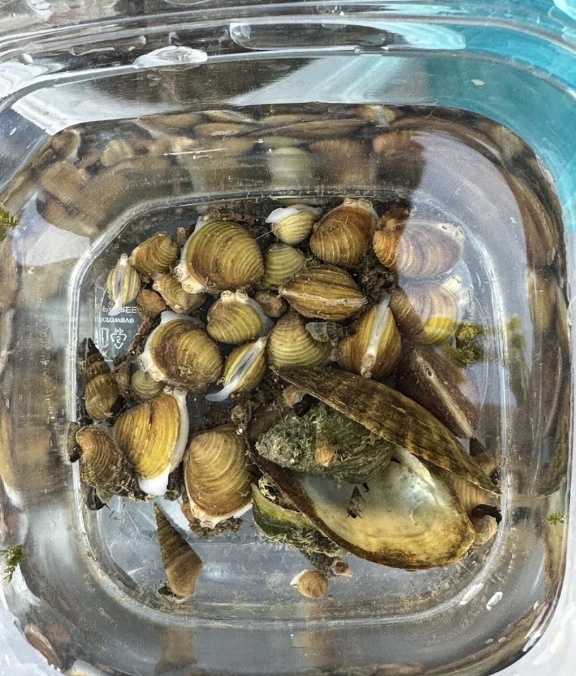 25 Live Freshwater Clams: Perfect For Aquariums And Ponds With Free ...