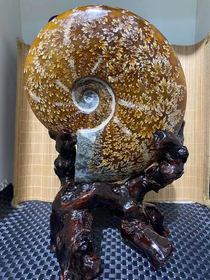 4.1lb Natural Ammonite Shell Fossil Crystal Mineral Specimen Reiki ...