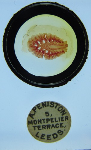 Antique microscope slide by Annie Peniston. Pinus sylvestris. 1st years ...