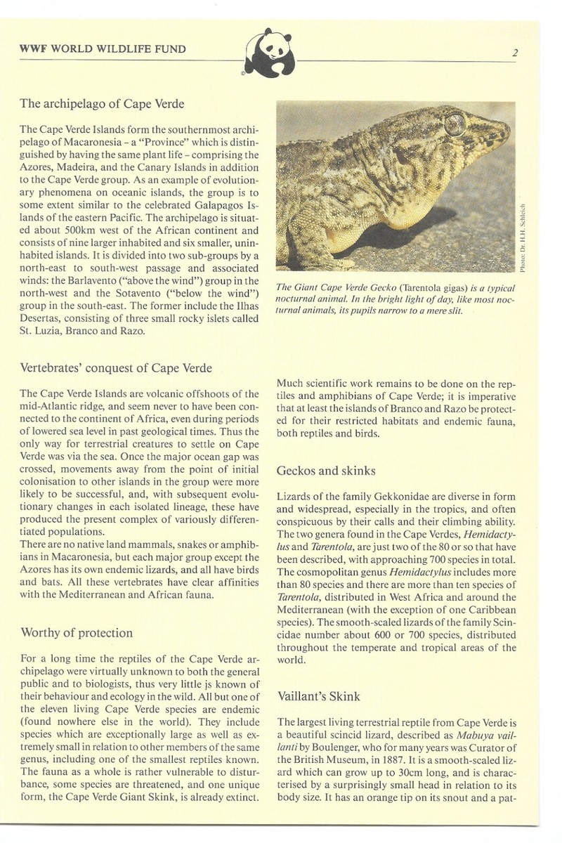 Cabo Verde Animals Cape Verde Fauna (Beasts And Birds) – Yacht