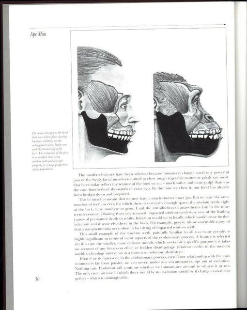 Ape Man : The Story of Human Evolution by Rod Caird (1994, Hardcover ...