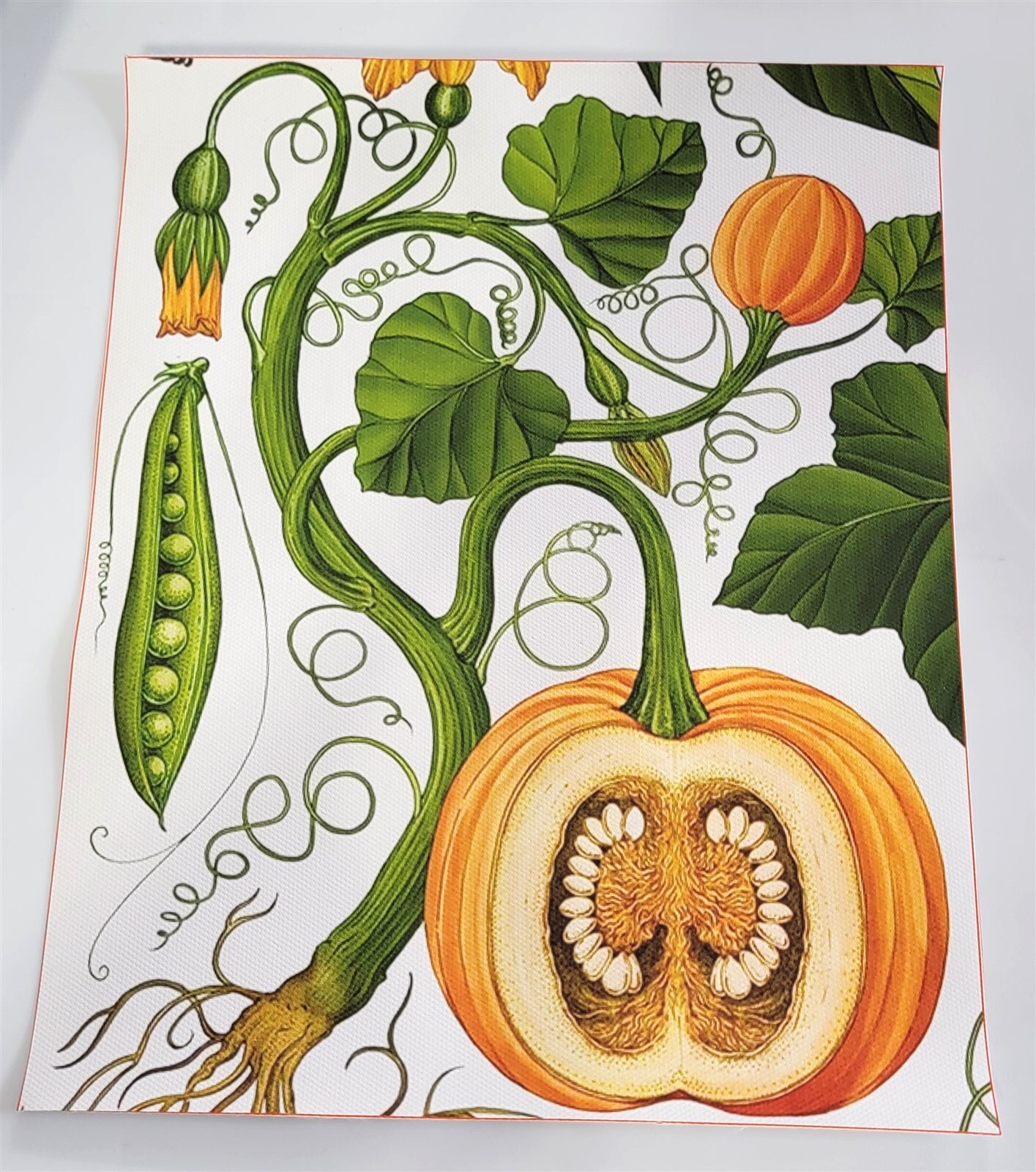 Pumpkin Botanical Illustration