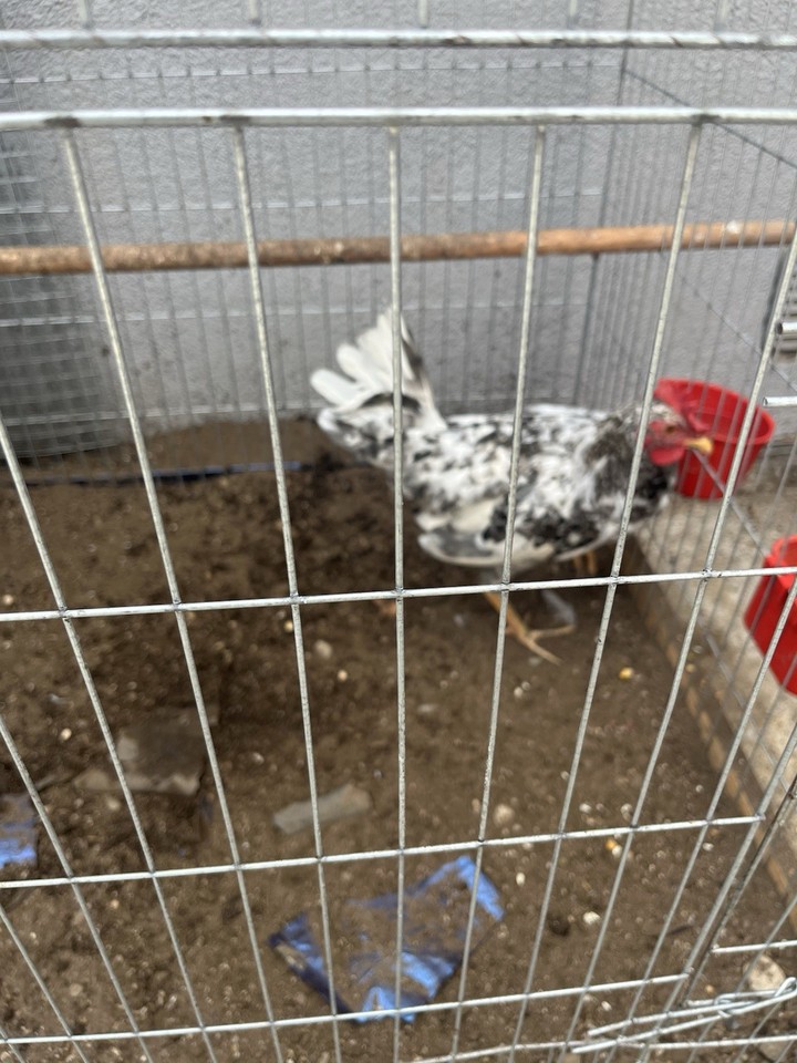 Bulik x White Kelso Gamefowl | eBay