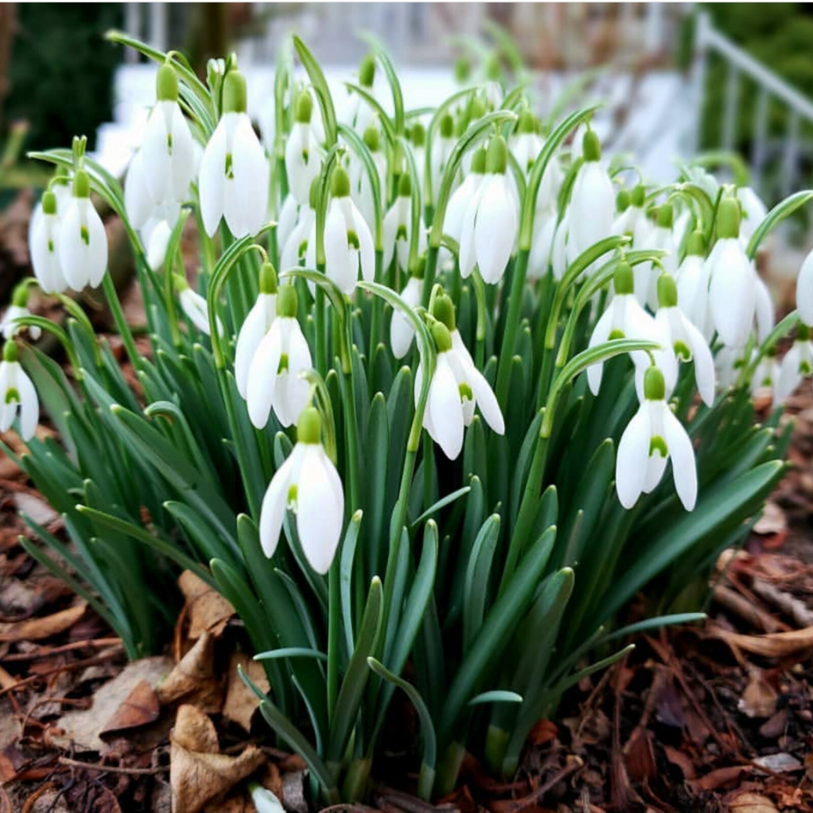Wild flower plants Seeds SNOWDROP SEEDS 100 Per Pack garden Perennials ...
