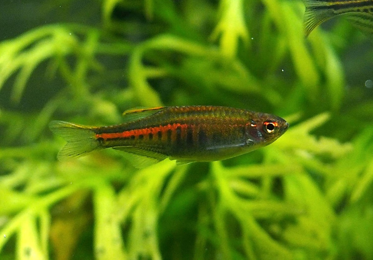 Glowlight Danio Glowlight Danio M/L Watermarque