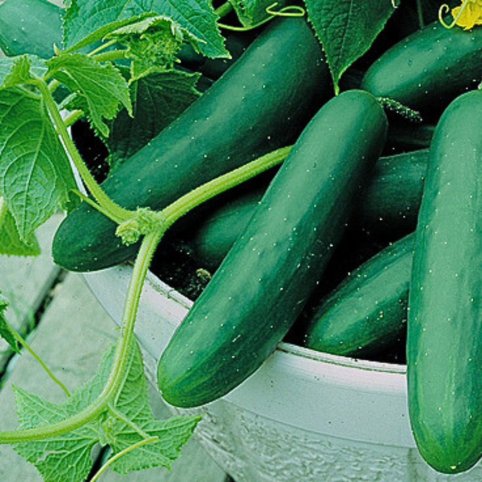 Fresh Spacemaster Cucumber Seeds | Heirloom Non-GMO | Vegetable Seeds ...