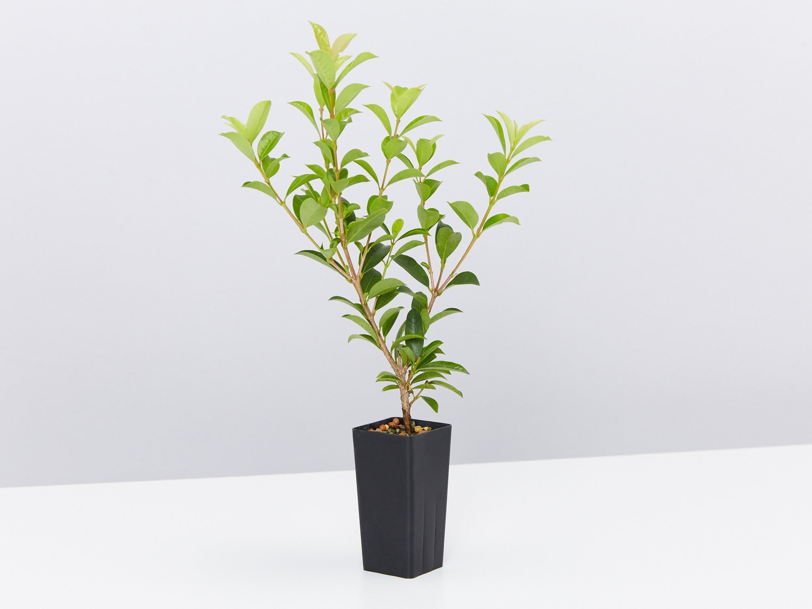 Syzygium 'Aussie Compact' Lilly Pilly Medium Hedge Pack | eBay