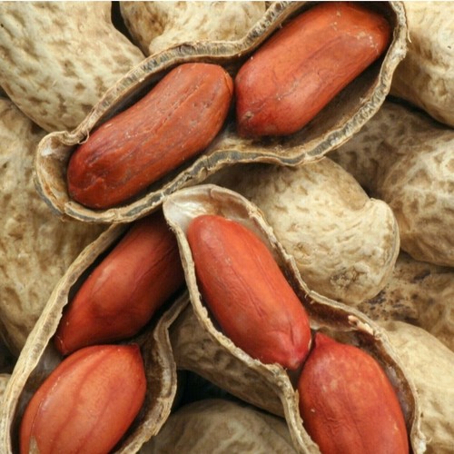 85g Jumbo Bailey Virginia Peanut Seeds For Planting ,Organic NON - GMO ...