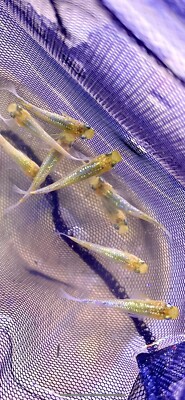 Yozakura Ricefish Eggs - 25+! Rare FREE SHIPPING | eBay