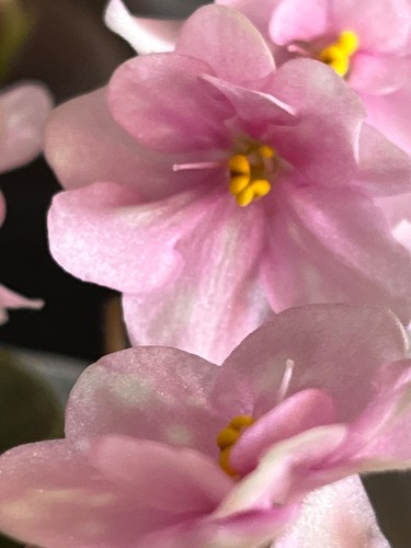 Hunter's Dew Drops African Violet Plant, Puff Fantasy, Semimini, !! | eBay