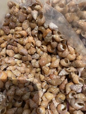1 Cup Philippine Peach Melissas tiny Sea Seashells 1/4-1/2" Craft ...