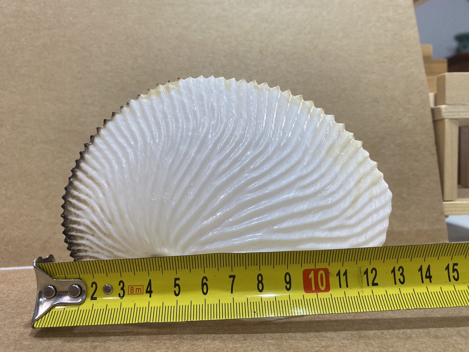 Paper Nautilus Shell | eBay